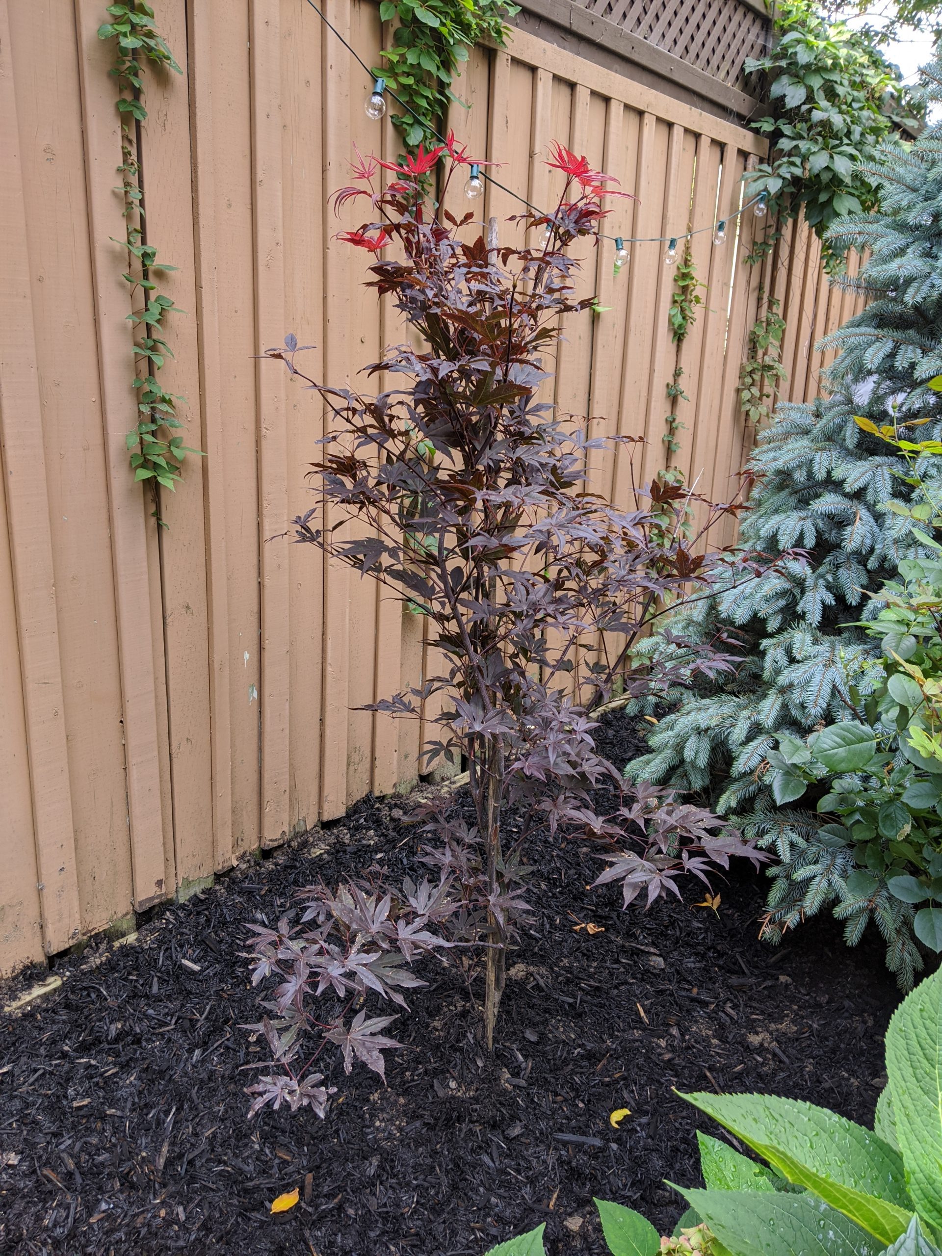 Backyard Makeover: Trees And Shrubs Edition – Eclectic Spark