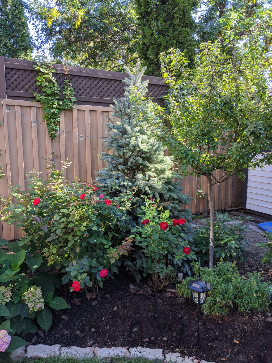 Backyard Makeover: Trees And Shrubs Edition – Eclectic Spark