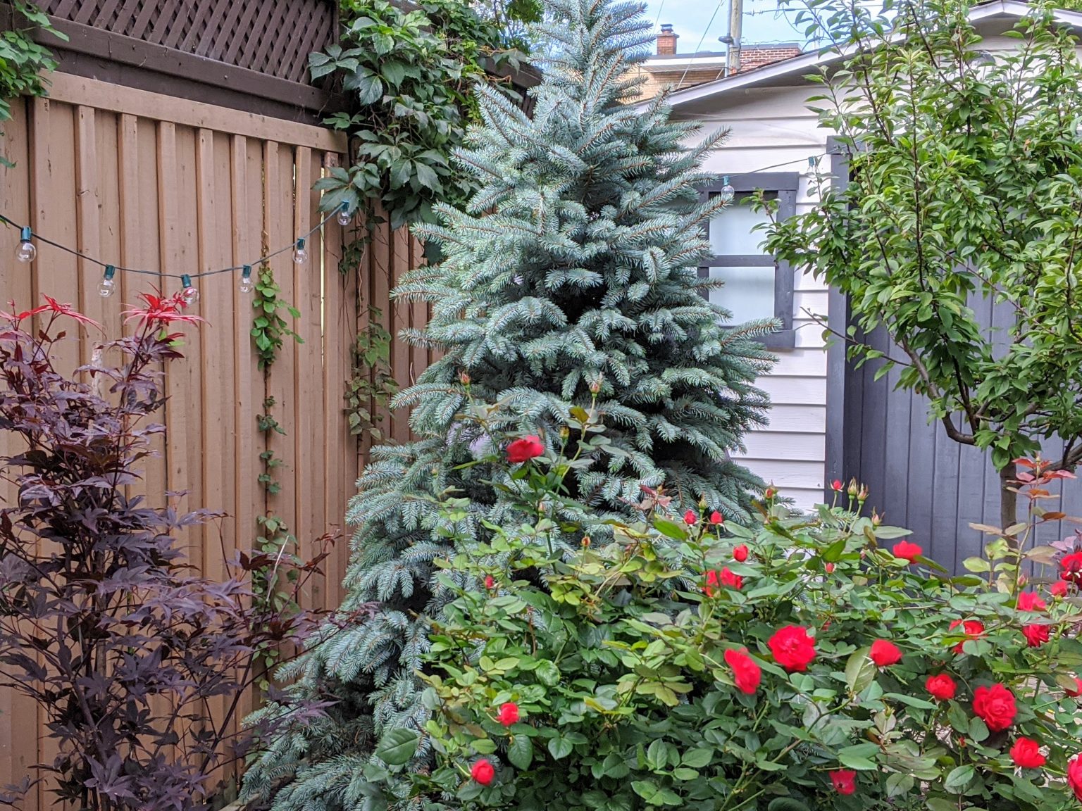 Backyard Makeover: Trees And Shrubs Edition – Eclectic Spark